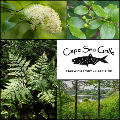 5 May 2024: Spring Winetasting Dinner, Cape Sea Grille